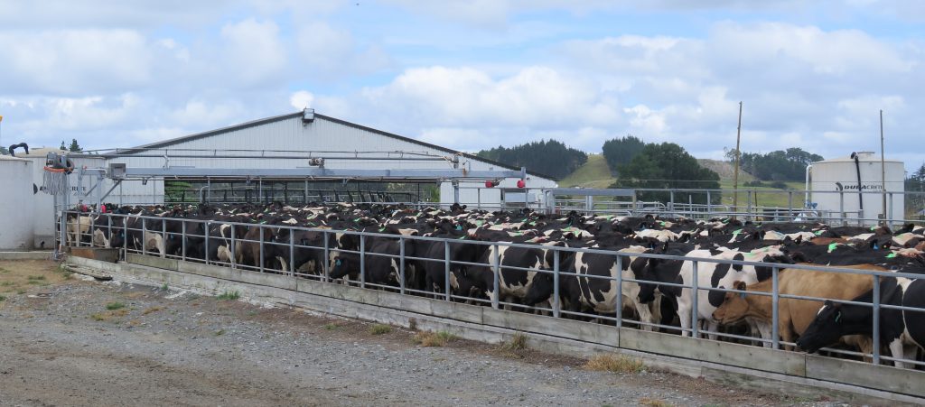 Cow yard - Agri Specialists NZ Ltd