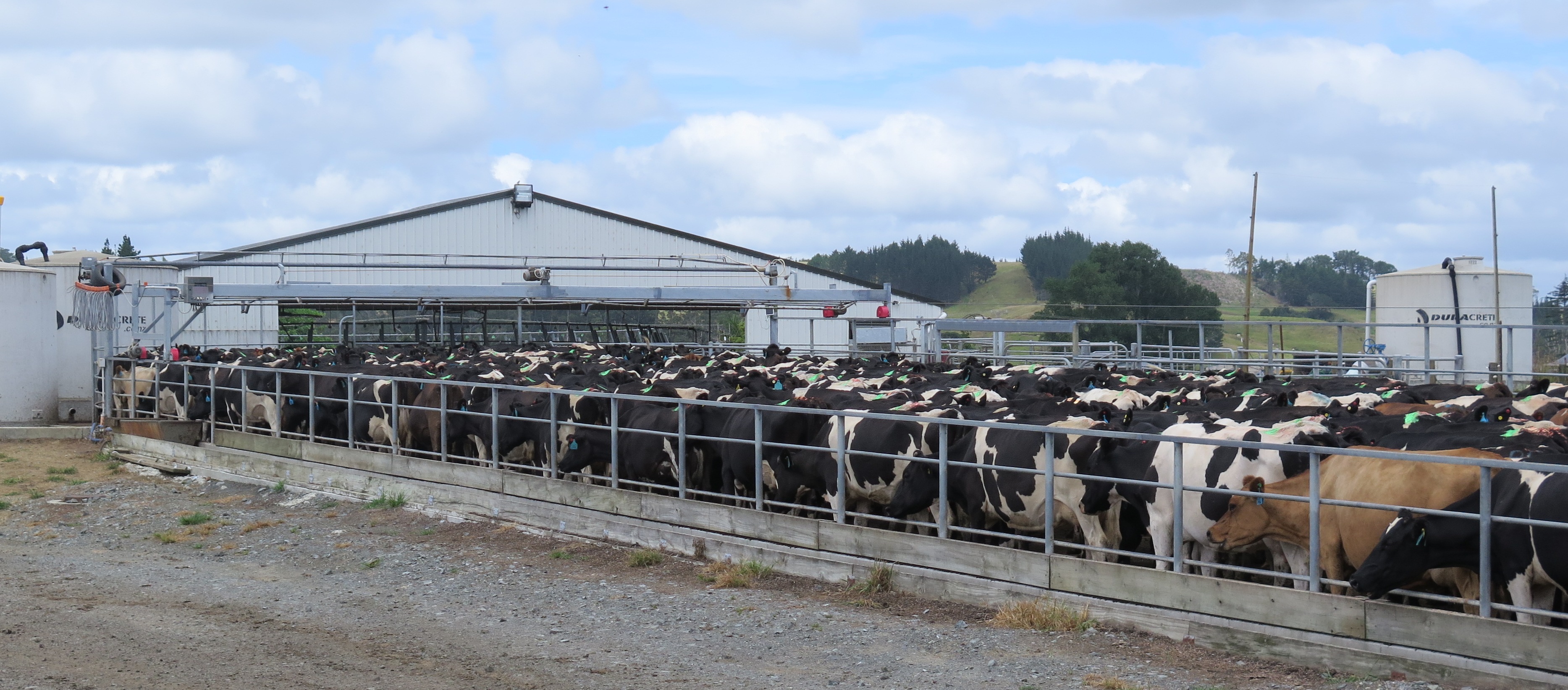 Cow yard - Agri Specialists NZ Ltd
